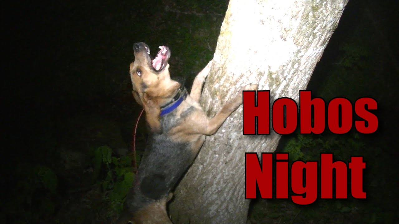 hobos night - YouTube