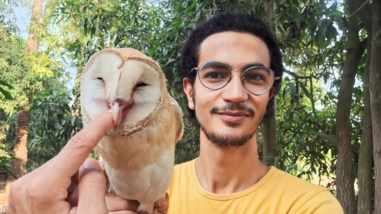 البومة الأكثر إنتشارا علي أسطح المنازل في مصر _ بومة الحظائر 🦉 - YouTube