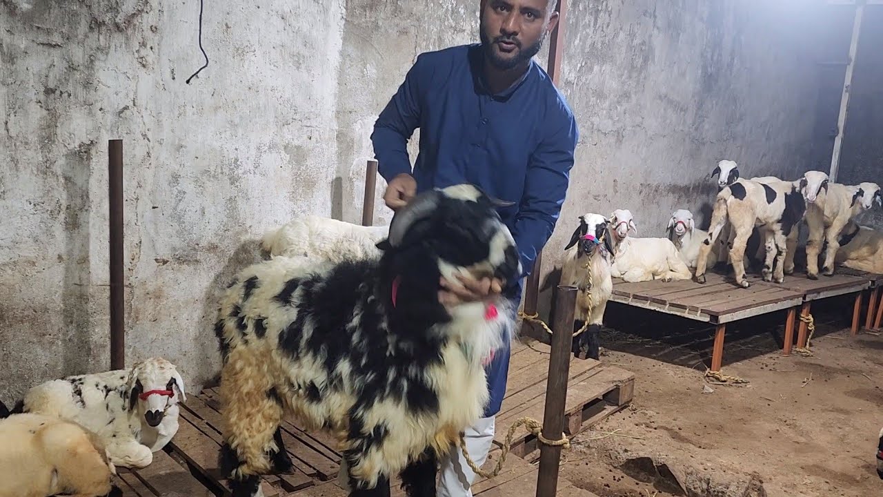 The Rising Star Of Hyderabad | MS Sheep & Goat Farm | Marchala And ...