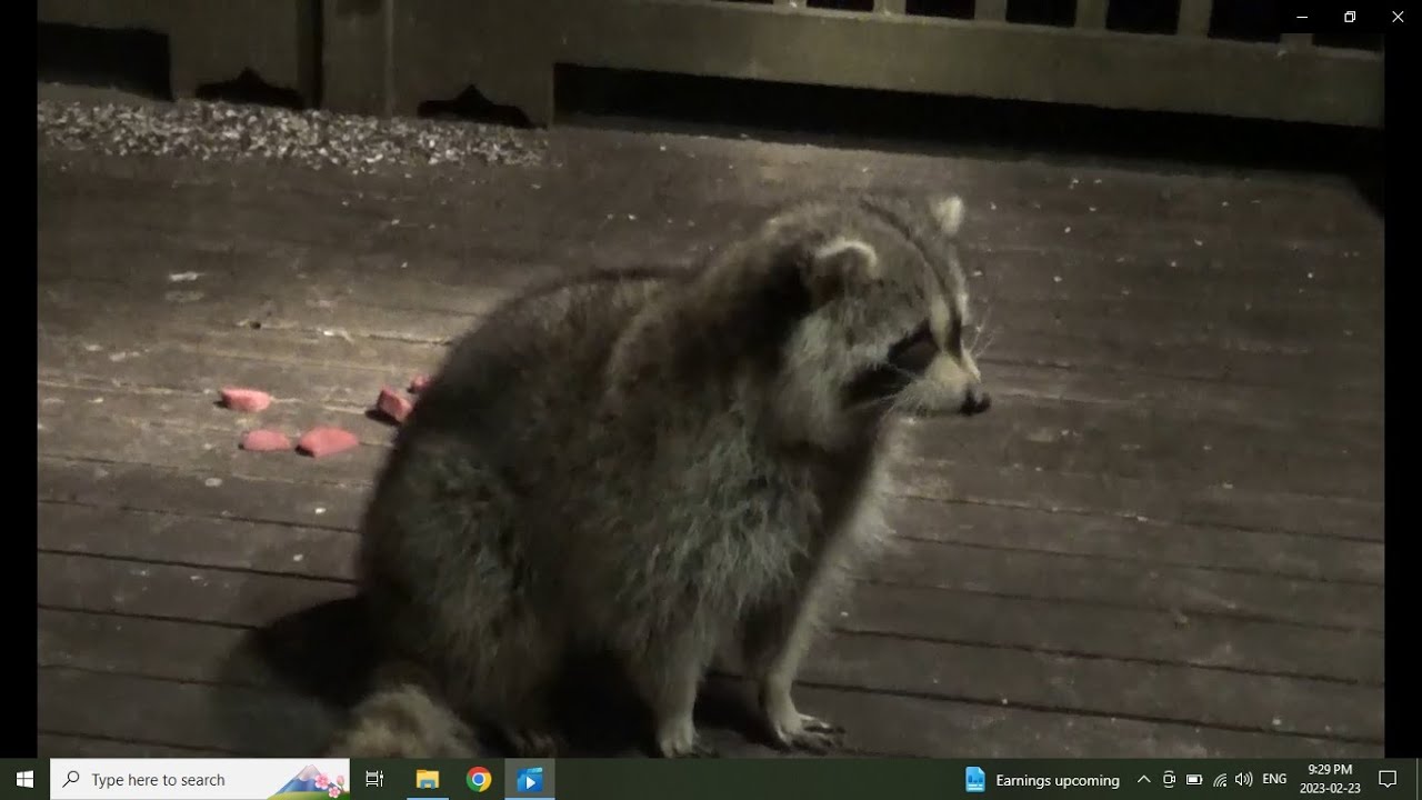 Thursday Raccoon Video - YouTube