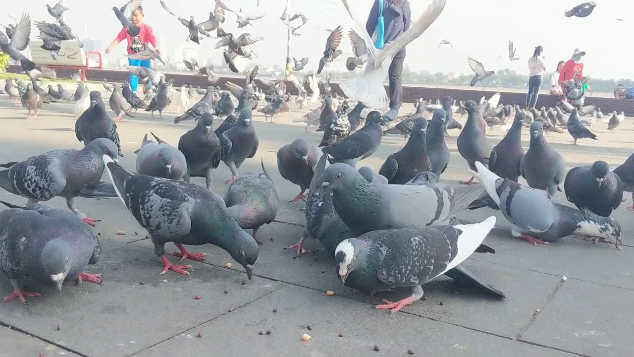 Enjoy Fresh Air with Lots of Pigeon in the Morning Walk at the ...