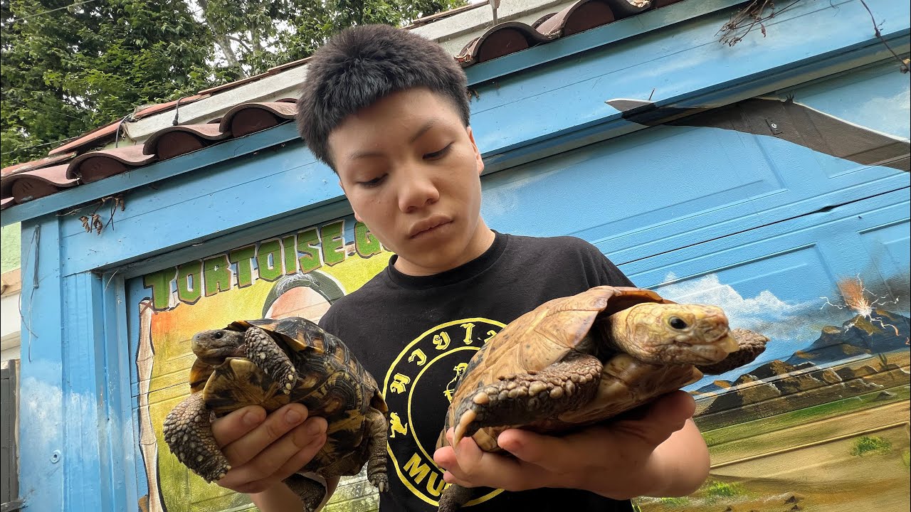 Mauricio picks 2 way cool tortoises 4 “Tortoises of the week!” - YouTube
