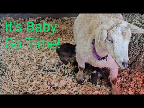 Piper Went Into Labor: Full Kidding/Live Goat Birth! - YouTube