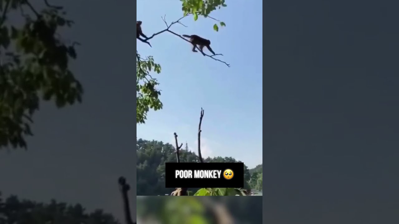 Monkey falls from a tree #shorts - YouTube