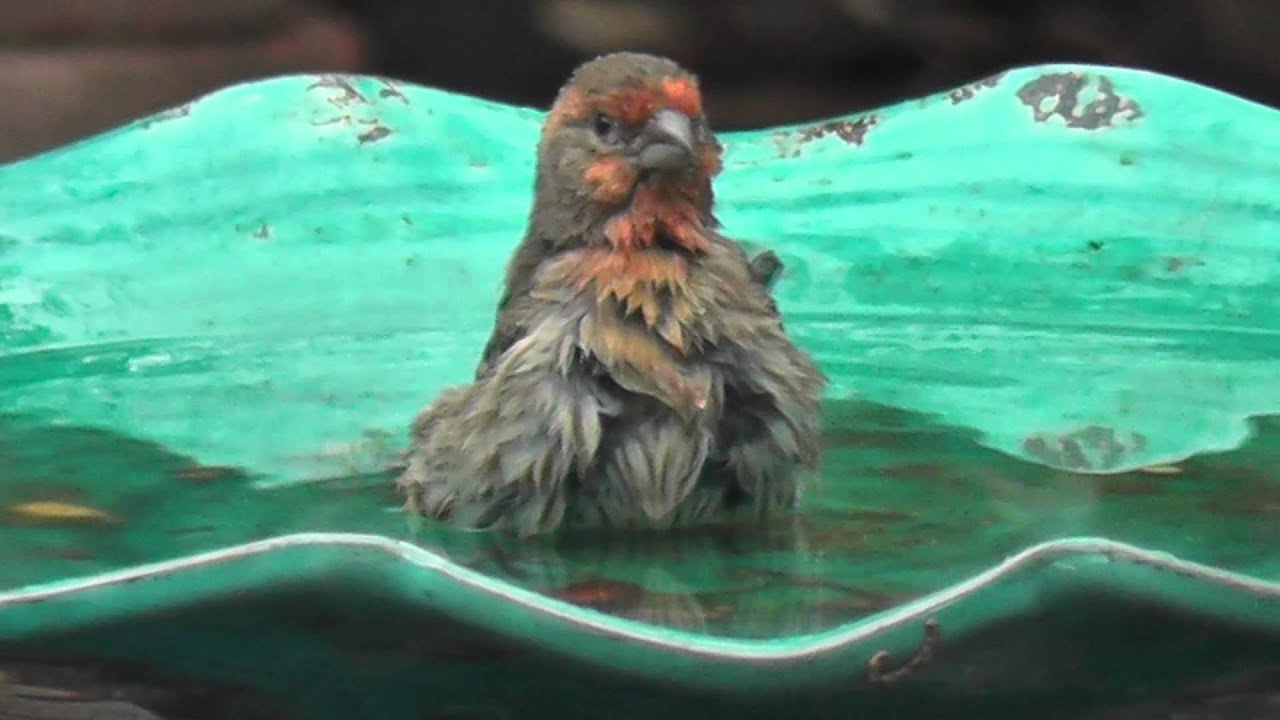 Cute House Finch Bathing Bird Bath - YouTube