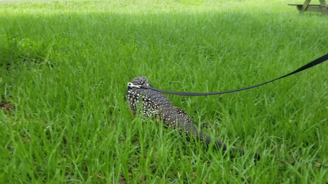 ♡walking my tegu♡ - YouTube