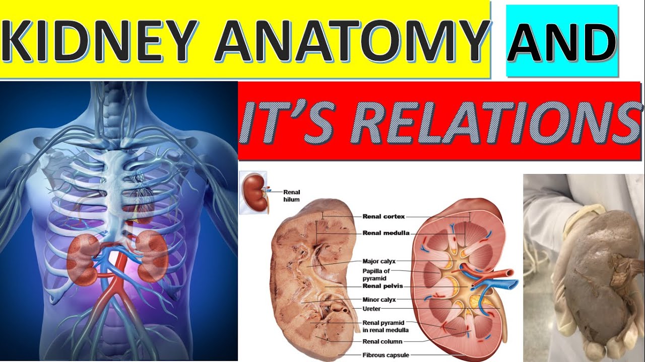 ANATOMY OF KIDNEY | RELATIONS OF KIDNEY | VIDEO DEMONSTRATION | 1.5 X ...