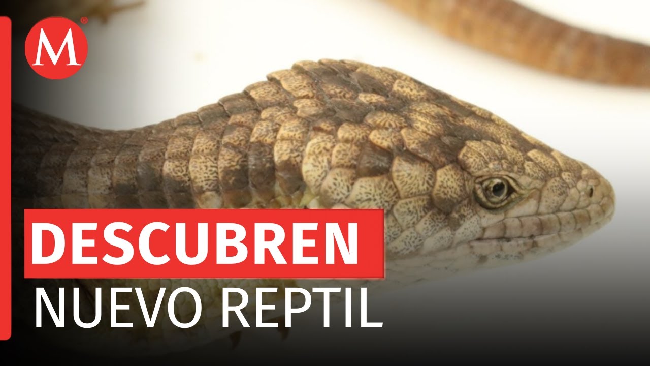 Descubren al 'Dragoncito de Coapilla' en Chiapas; una nueva especie de ...