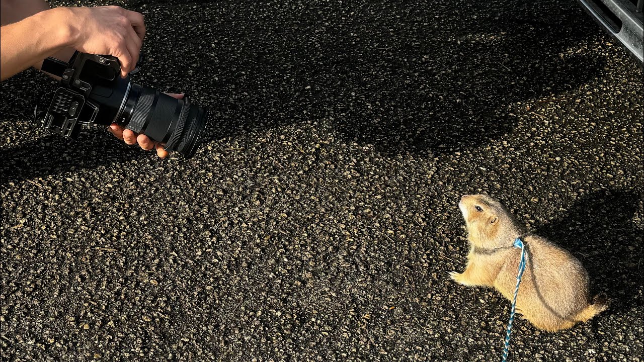Poppy the Prairie Dog Photoshoot 🥰 - YouTube