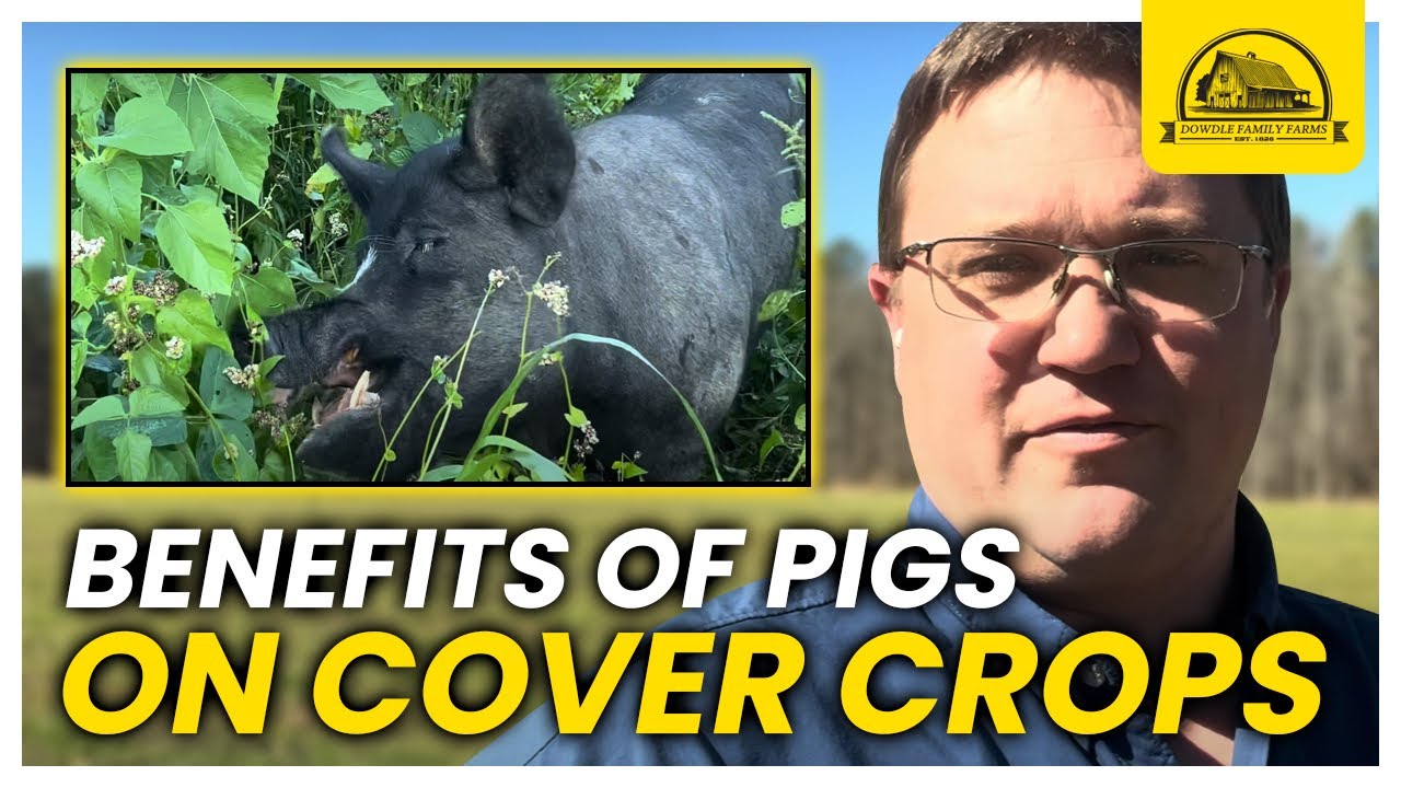 Benefits of Grazing Pigs on Cover Crops - YouTube