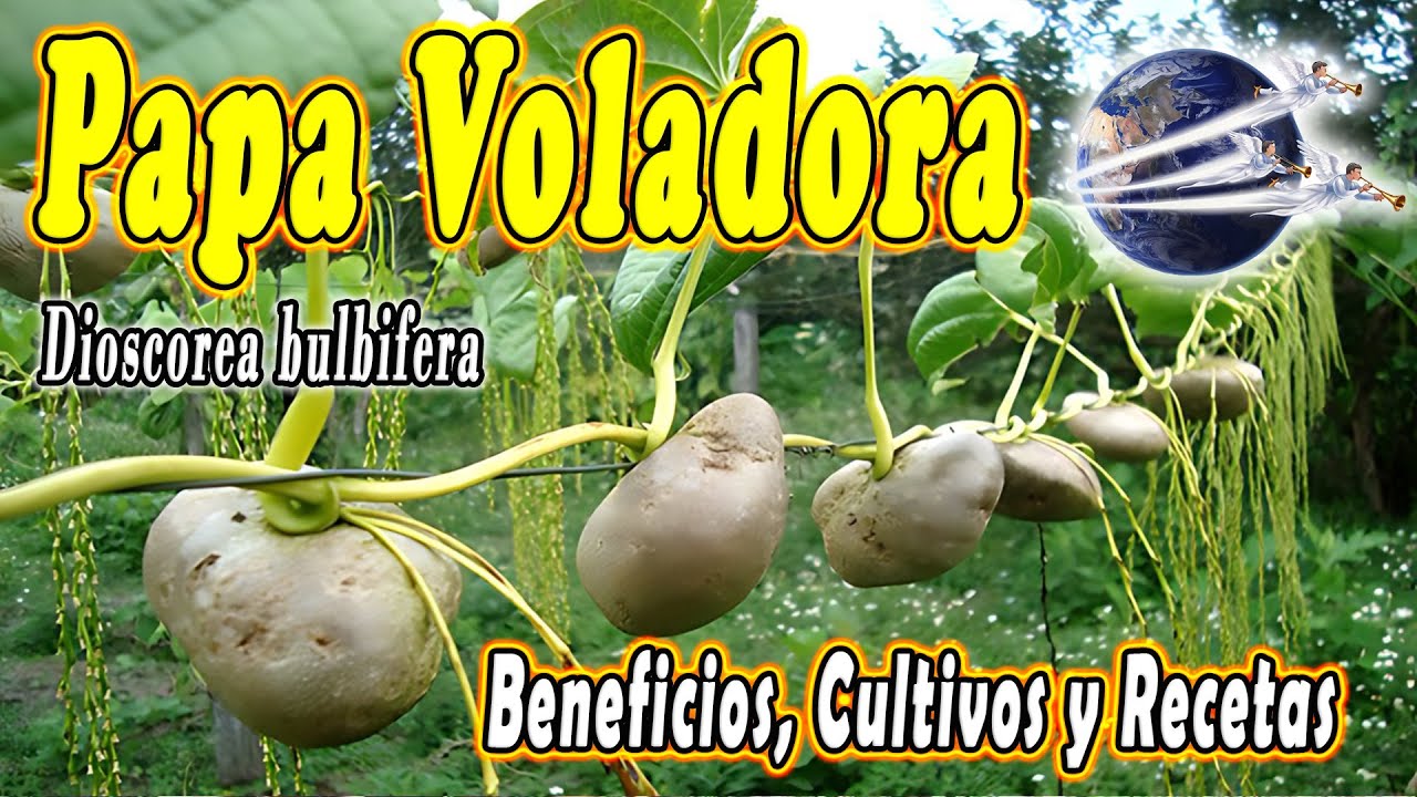 Papa Voladora (Dioscorea bulbifera) | Papa de Aire - YouTube