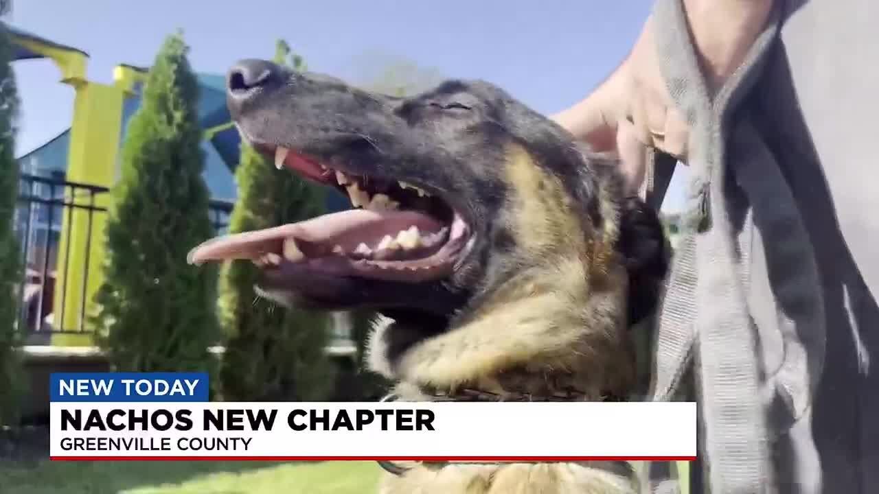 Nacho's new chapter, dogs set to be put down get a second leash on life ...