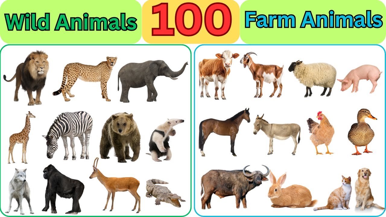 Learn 100 animals names in English |100 Animals with Pictures | English ...