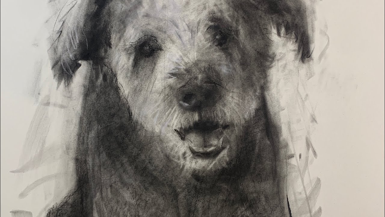 DOG CHARCOAL DRAWING - YouTube