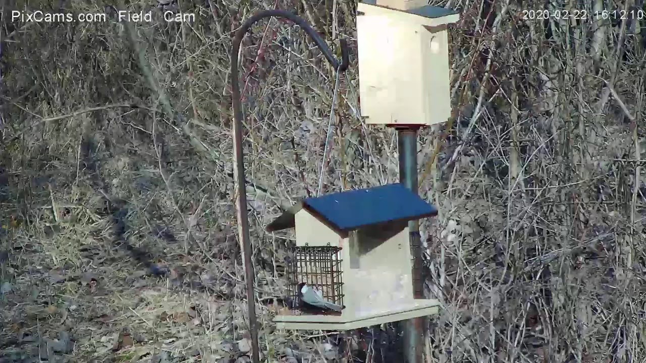 Field Cam Live Stream - YouTube
