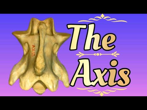 ANATOMY OF THE AXIS OF CATTLE (OX) // BOVINE AXIS - YouTube