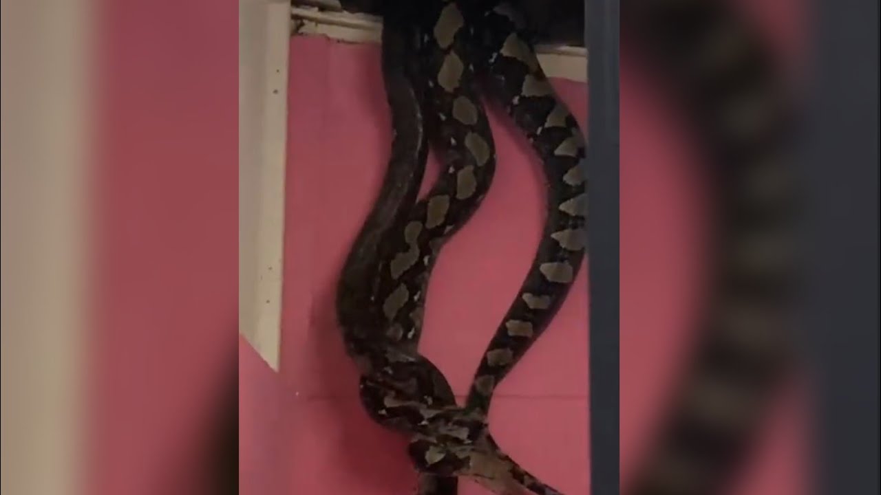 Seram 😱 Ular Sawa Besar Bersarang Atas Rumah - YouTube