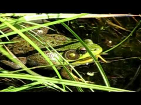 Frog Croak in Slow Motion - YouTube
