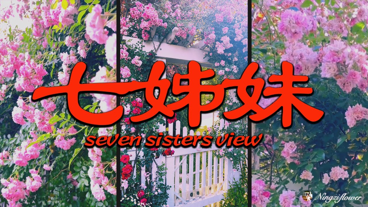 七姐妹盛开的美丽风景｜seven sisters bloom from end of June to meddle of Jule - YouTube