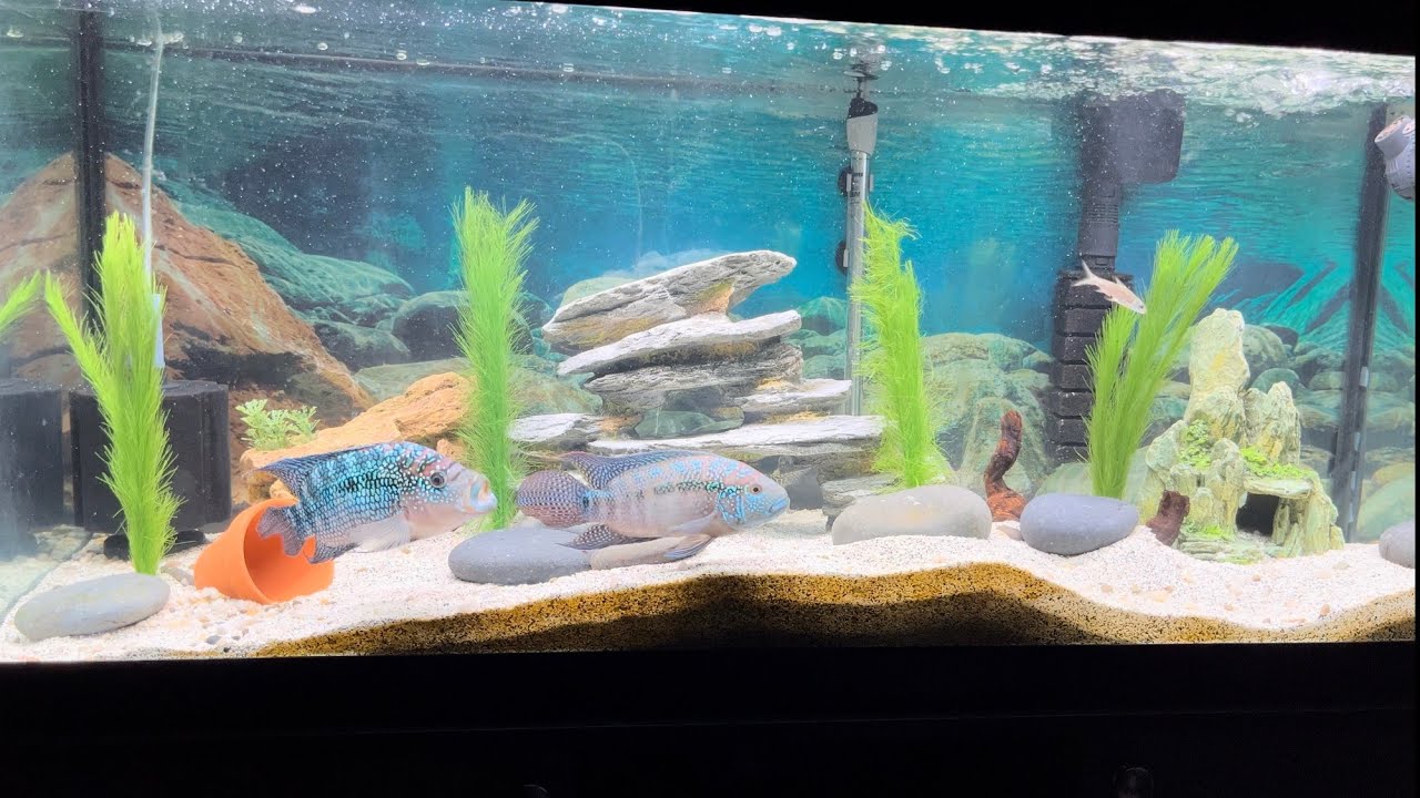 API Super Ick Cure Treatment | White Spot Fish Disease - YouTube