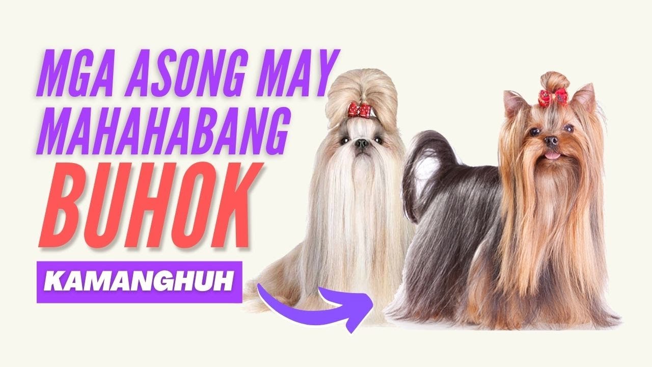 Mga asong may mahahabang buhok (tagalog) - YouTube