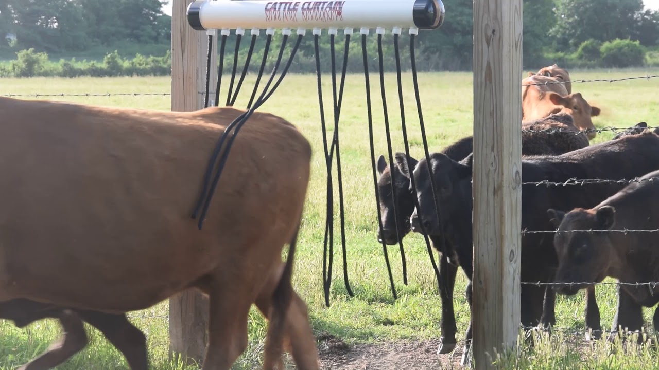 Cattle Curtain - YouTube