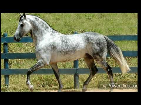 JÚNIOR VIANA VAQUEIRO LOUCO 🐎🐂🐎