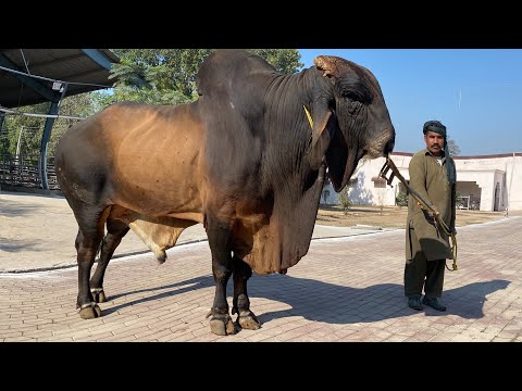 Huge Brahman Bulls of Semen Production Unit CEBG Renala Khurd, Okara #cow #cow_farming #cattle