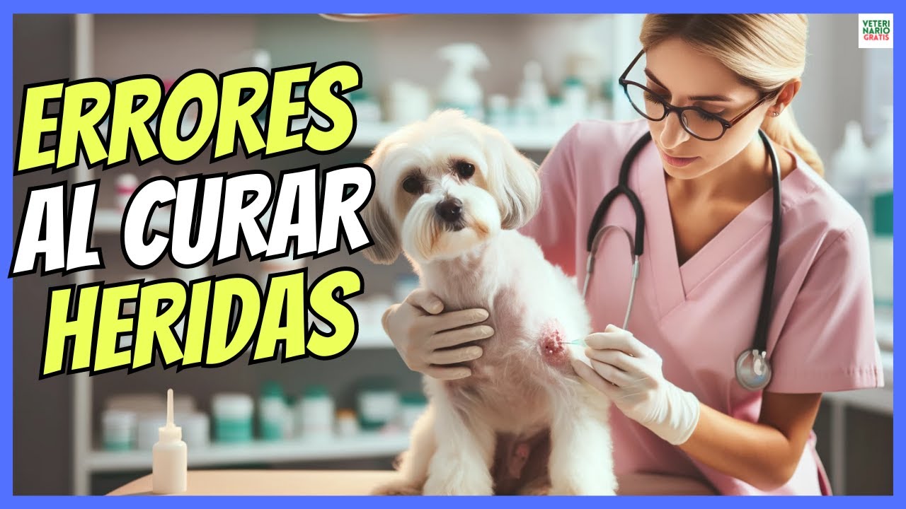🔴 ¿CÓMO LIMPIAR Y CURAR UNA HERIDA A UN PERRO? SIN ESTOS ERRORES ...