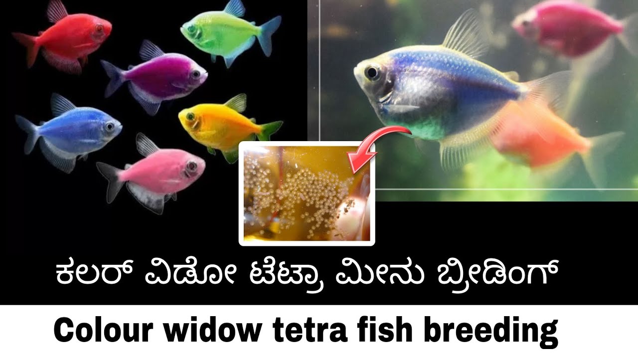 Colour widow tetra fish breeding | fish breeding | FINS & WINGS | ಕನ್ನಡ ...