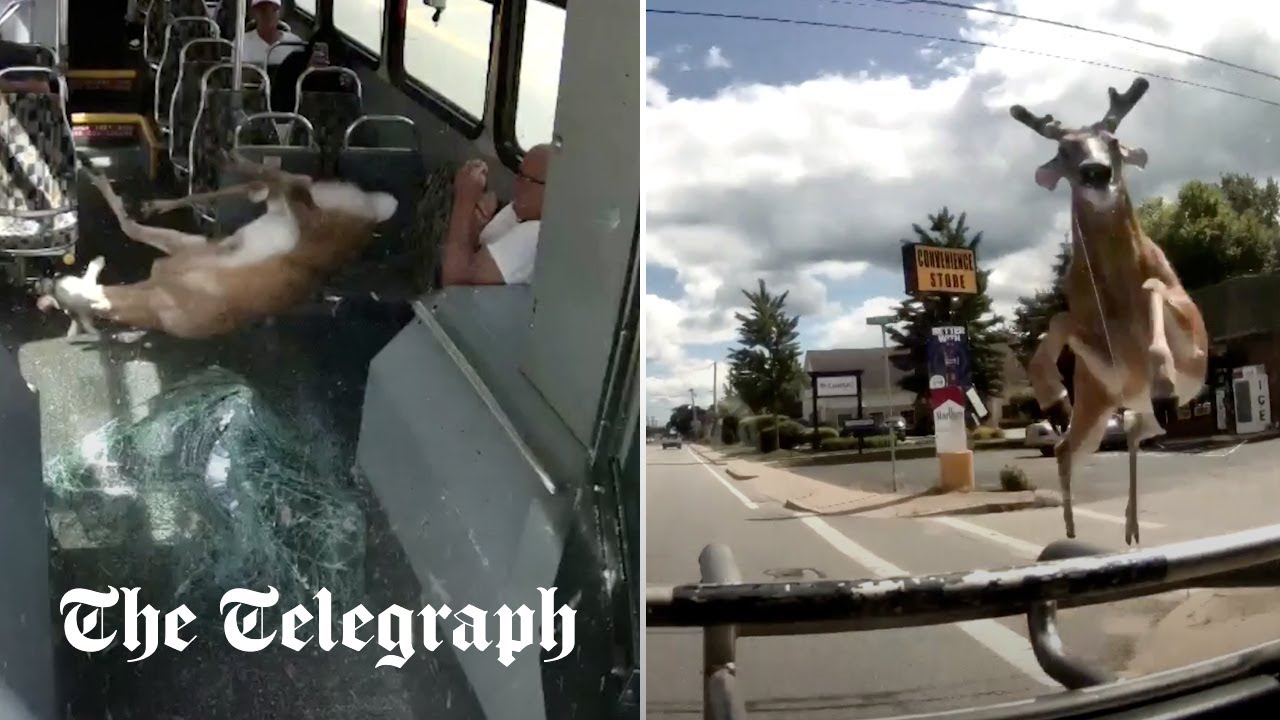 Deer crashes through bus in Rhode Island - YouTube