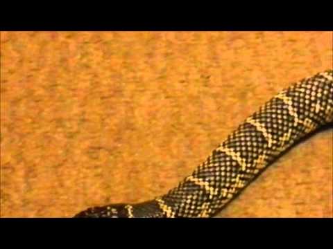 Taking off a snake's spectacles - YouTube