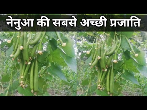Sponge Guard Cultivation 😊 | नेनुआ की सबसे अच्छी प्रजाति | Best Sponge ...