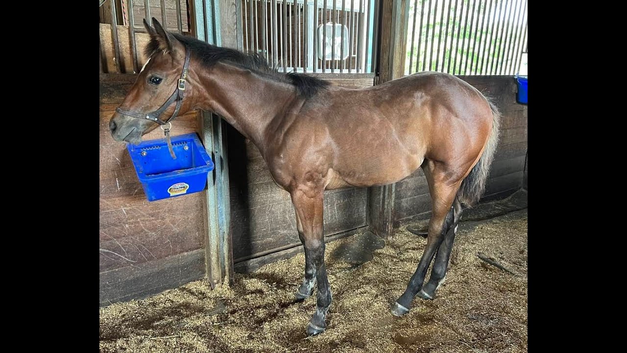 2024 APHA Filly by Just Comes Easy out of a daughter of All Time Fancy ...