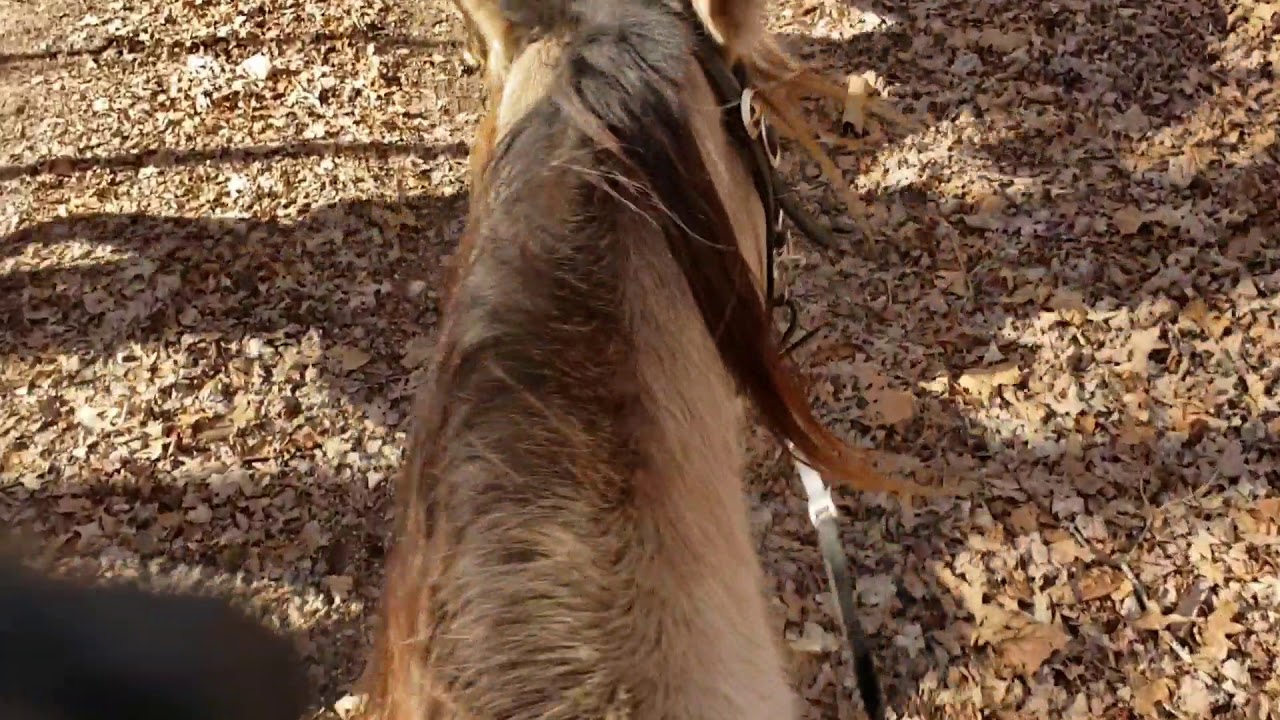 trail riding at Wranglers Camp LBL - YouTube