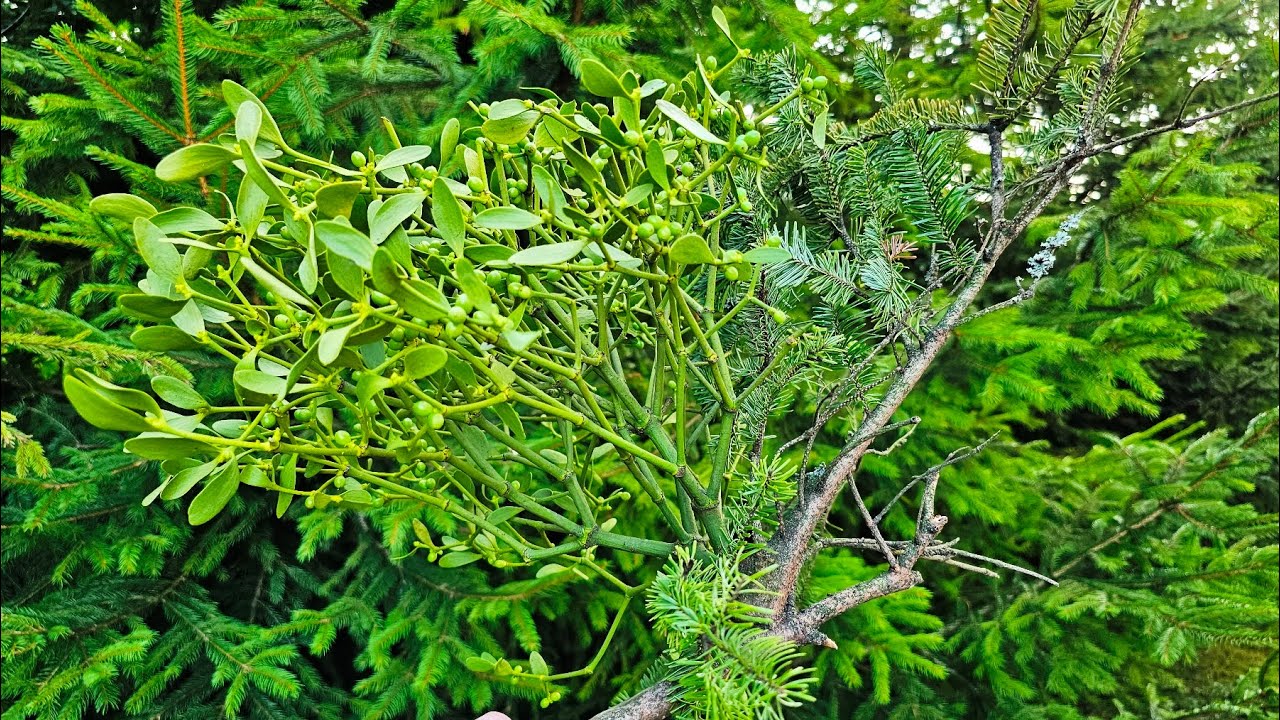 WOW! Mistletoe growing on a conifer - YouTube