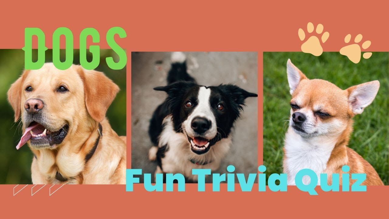 【Fun Trivia Quiz】Dog Trivia Quiz - YouTube
