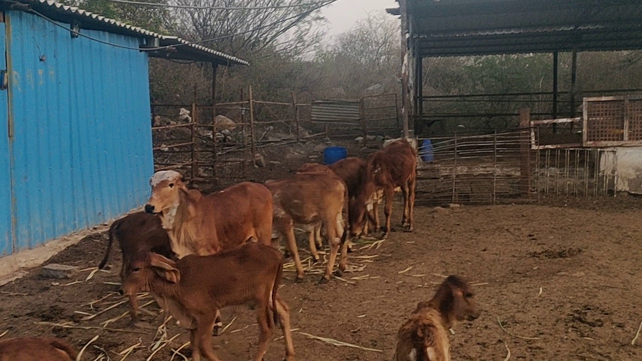 Best gaushala - YouTube