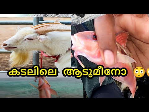 Goat fish 🐐🐟Adventure fishing #maldives #fishingmaldives #adventurelife ...