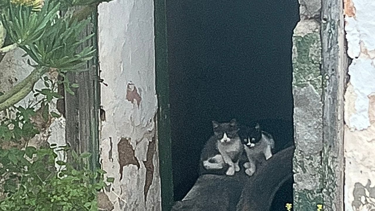 Two tiny and scared kittens found in an abandoned house. - YouTube
