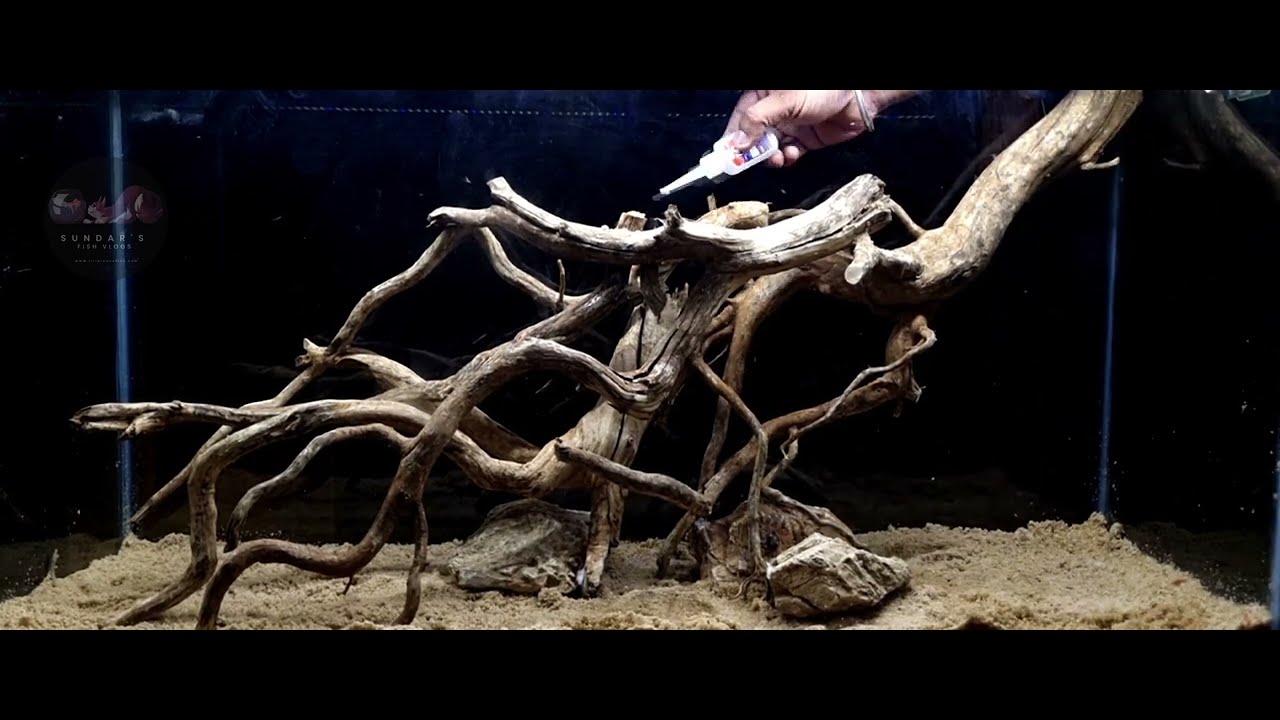 Roots Scape for a client #Aquascaping - YouTube