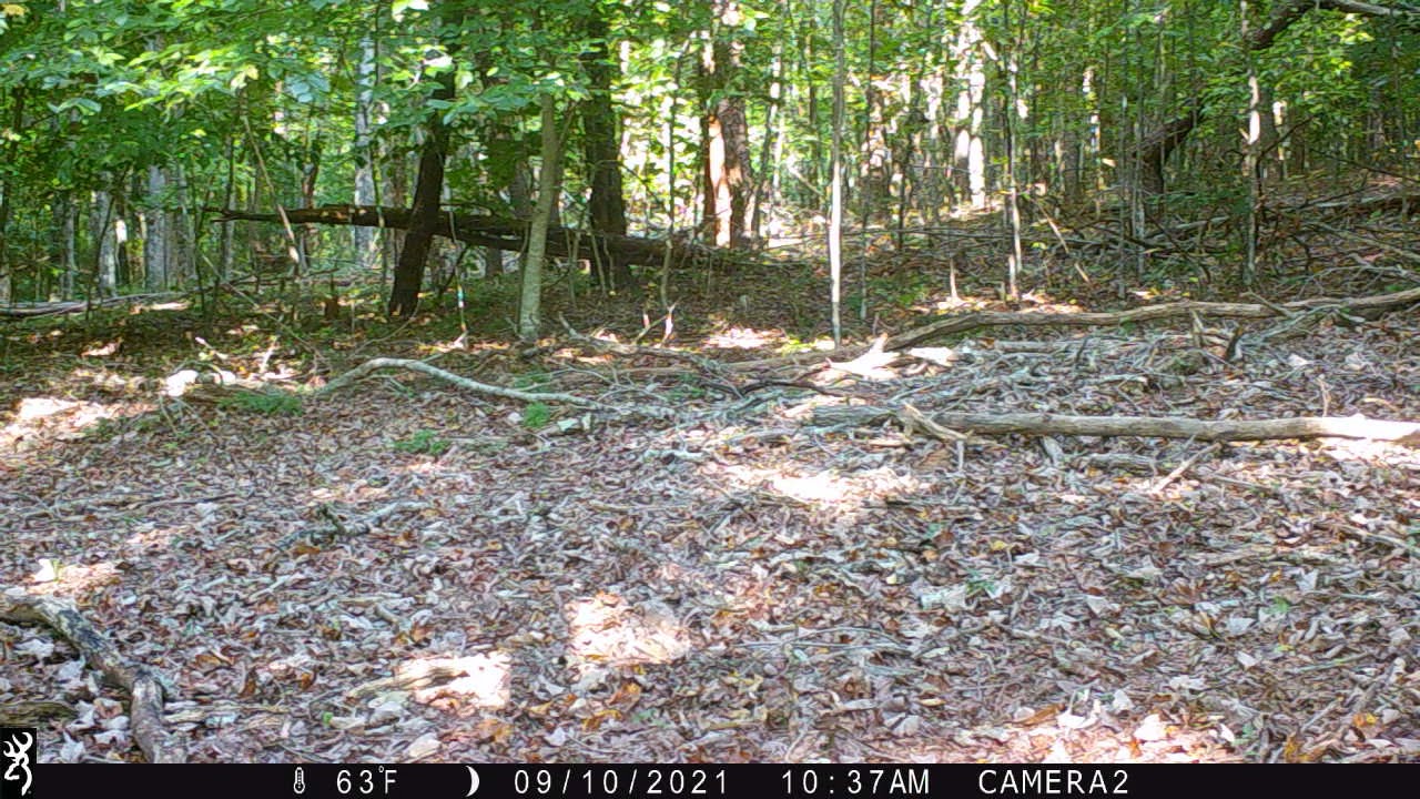 Coyote runs by then you hear the YETI GROWL - YouTube