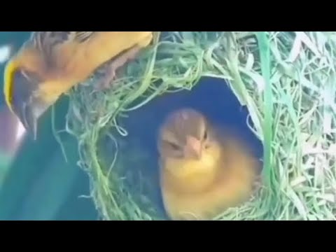 Wildlife Weekly Reminder Part 47 - YouTube