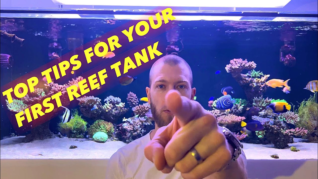 TIPS for your first reef tank - experienced reefers perspective - YouTube