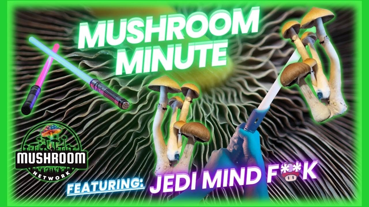 Jedi Mind F**K (PC-Strain) #jmf The 🍄 Mushroom Network#mycology # ...