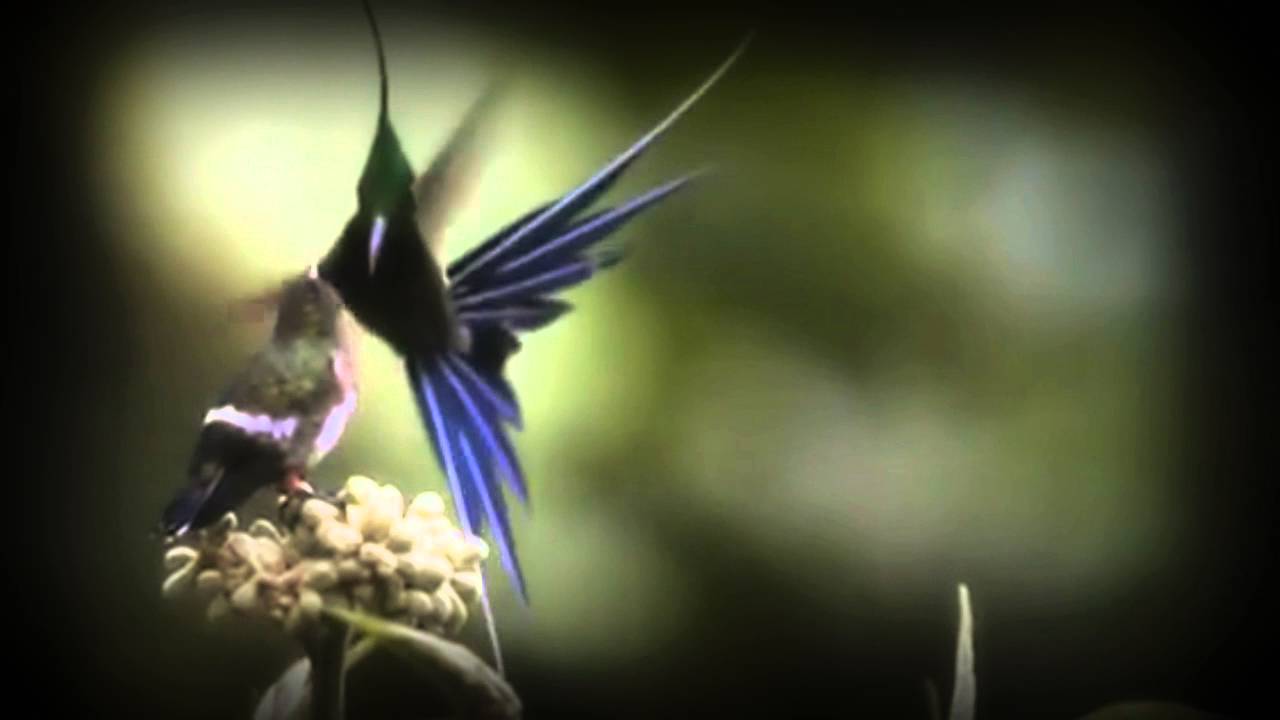 Hummingbird Courtship Ritual Cortejo Colibrí - YouTube