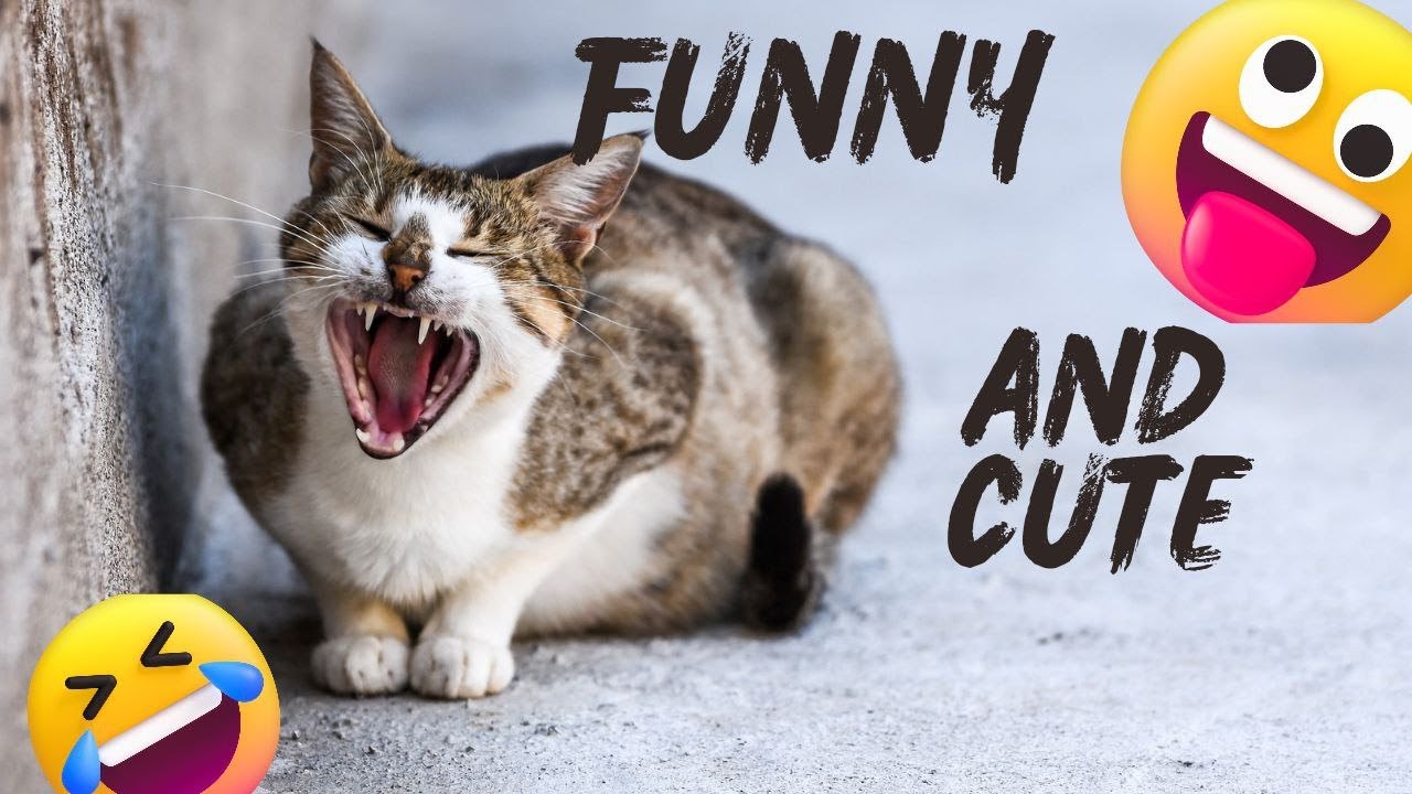 Funny and cute animals Funny animal videos new 2023 Funny cat Funny dog ...