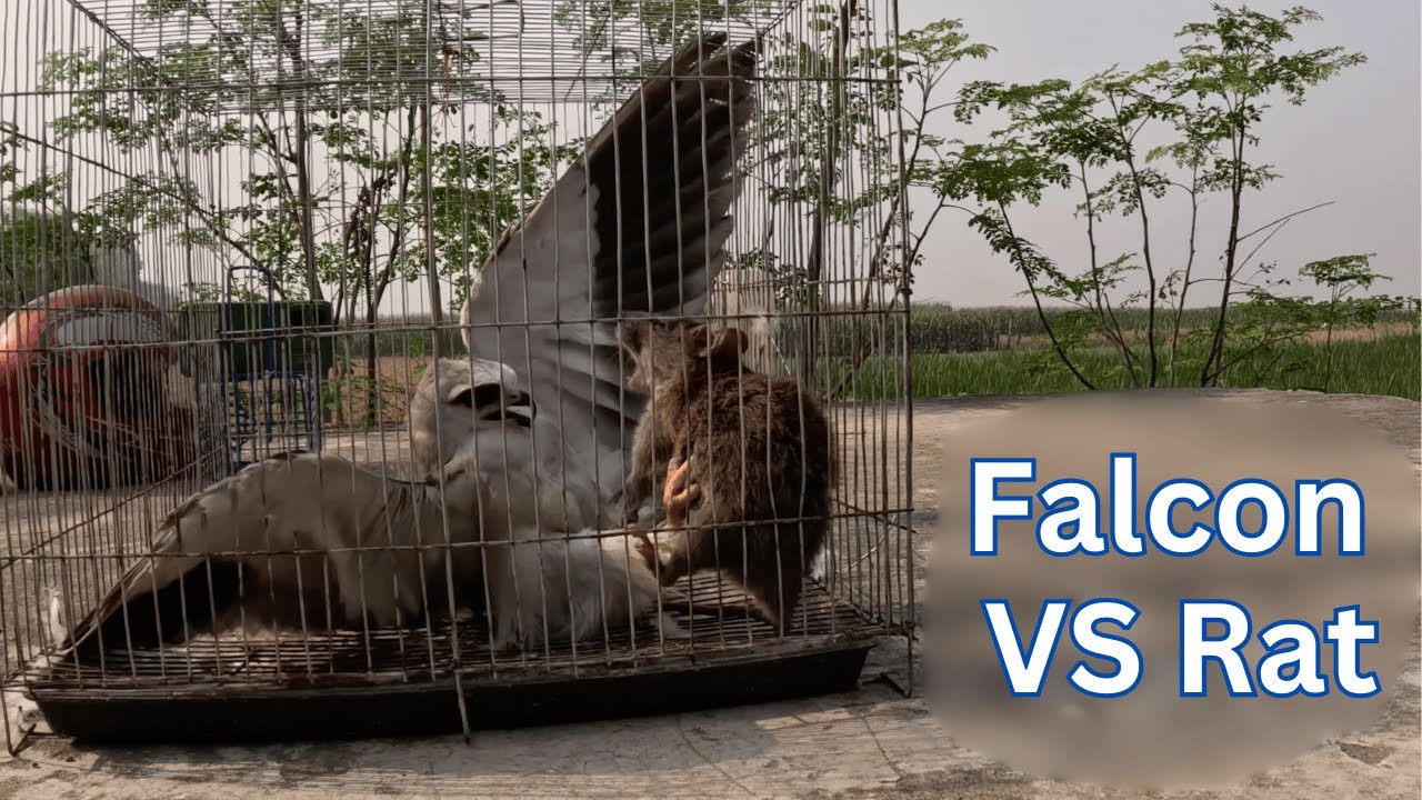 Falcon Hunting Rat (Amazing Falcon Eating Its Favourite Food) - YouTube