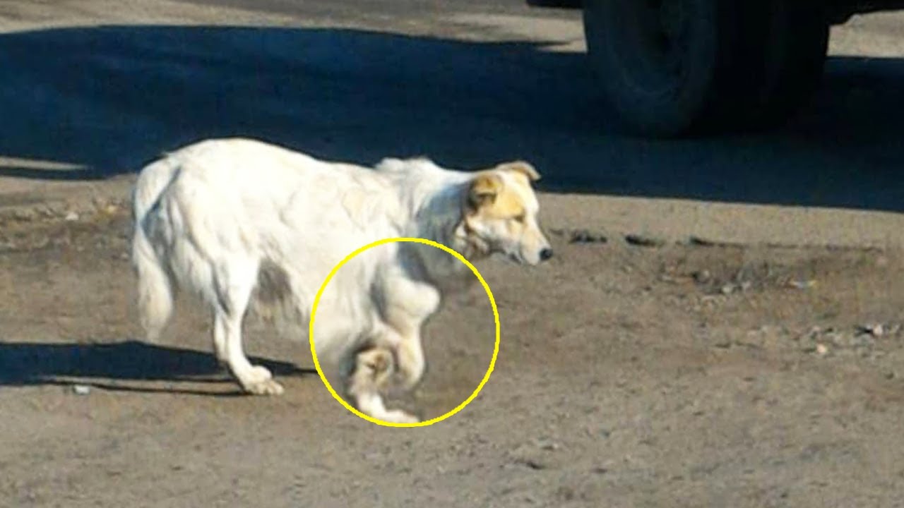 Heartbroken over a crippled mama dog taking care of 10 puppies, she ...