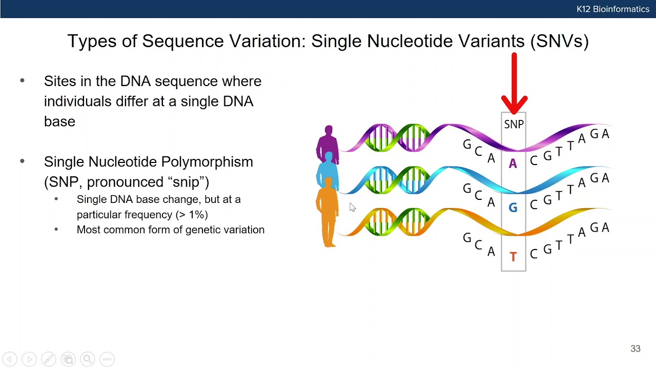 Introduction to DNA Sequence Variation - YouTube